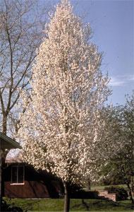 Willow Glen Landscape